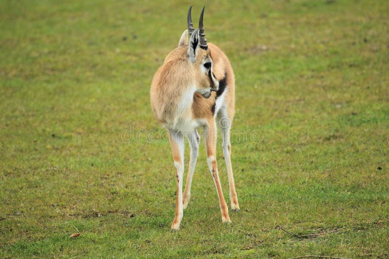 Femelle De La Gazelle De Thomson Image stock - Image du safari ...