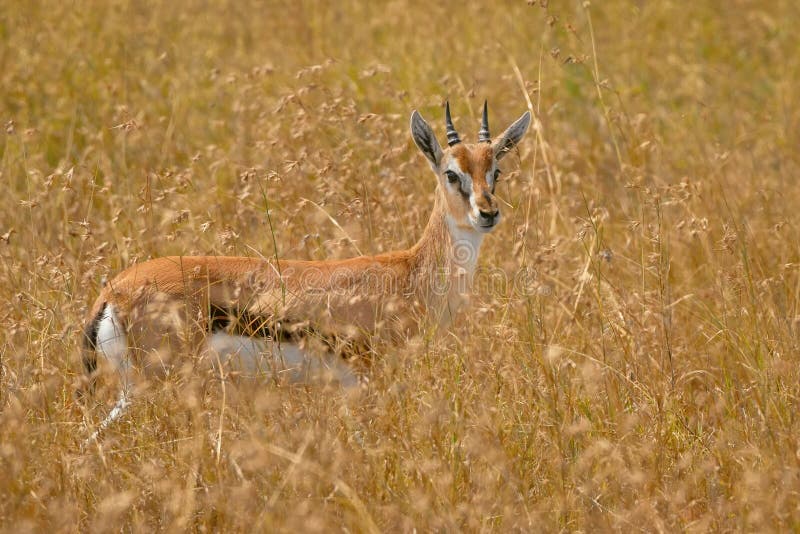 Une Gazelle De Thomson Femelle (thomsoni D'Eudorcas) Photo stock ...
