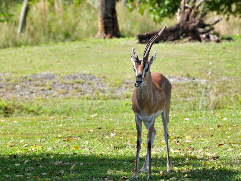 Gazelles eating stock photo. Image of feeding, gazelle - 41253608