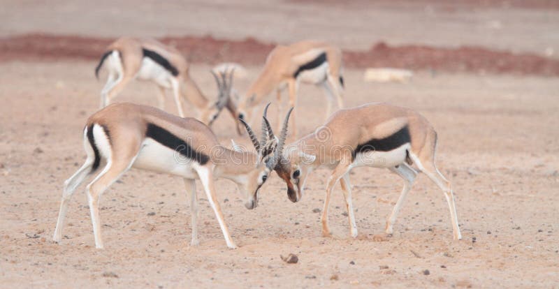 347 Gazelle Fighting Stock Photos - Free & Royalty-Free Stock Photos ...