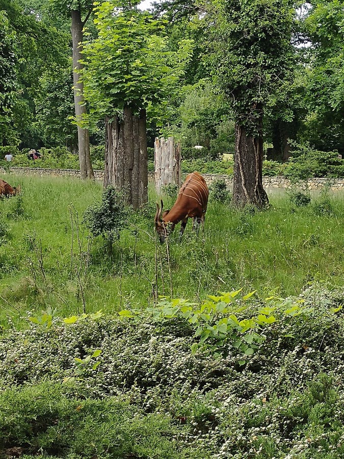Gazelle in grass feeding stock image. Image of wildlife - 229193305