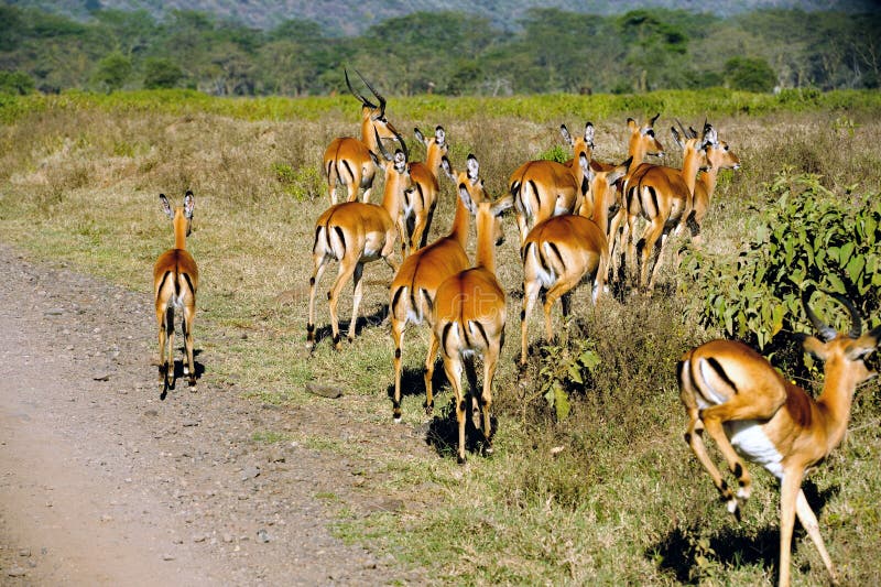 Gazelle, Masai Mara stock photo. Image of deer, mammal - 28764354