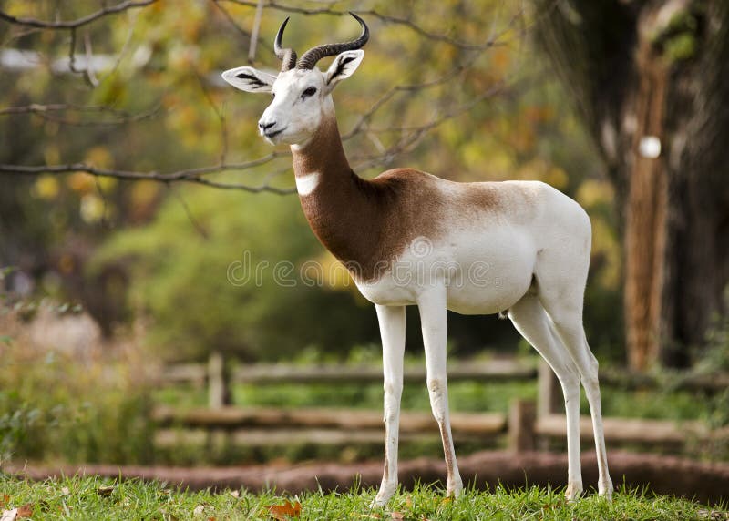 Striped Gazelle stock photo. Image of black, baby, fauna - 26007718