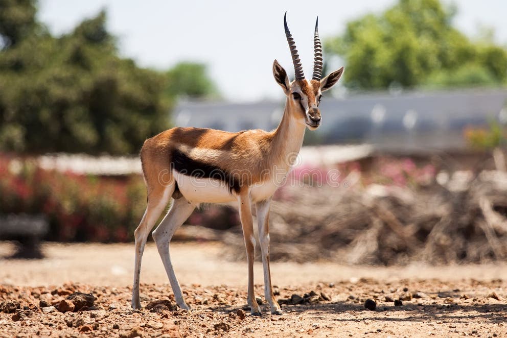 Gazelle Thomson stock photo. Image of fawn, look, national - 26674444