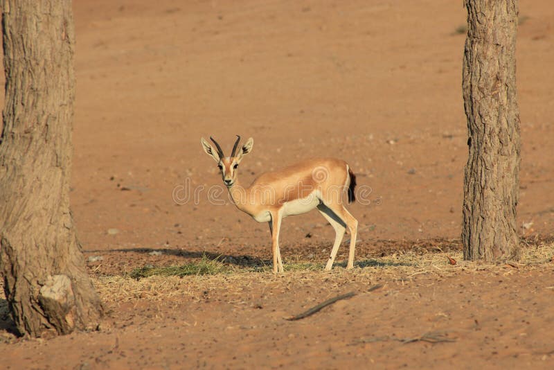 Single Wild Gazelle in the Desert Looking at the Camera Stock Image ...