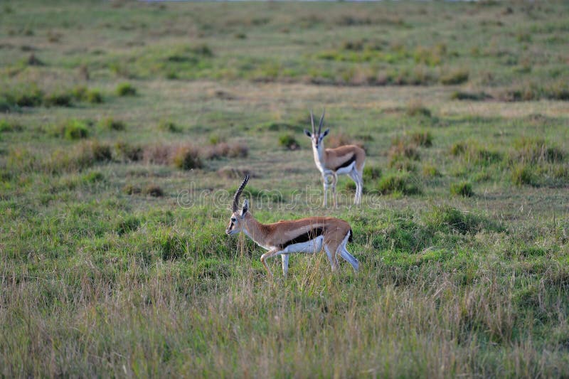 Gazellen stockbild. Bild von tiere, tanzania, wildnis - 2800113