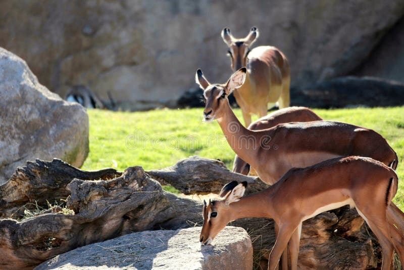 Gazellen stockbild. Bild von tiere, tanzania, wildnis - 2800113
