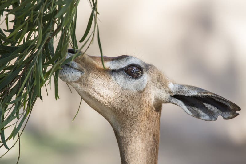 Gazellen-Essen stockbild. Bild von blätter, zufuhr, rotwild - 48613219