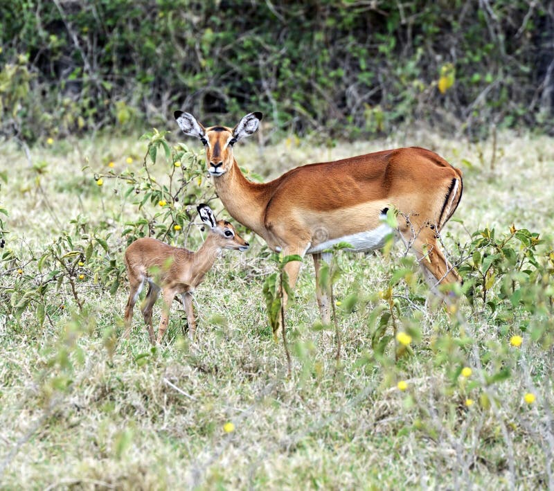 Gazellen-Impala stockfoto. Bild von weide, afrika, tiere - 39291078