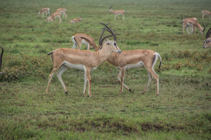 Gazellen stockbild. Bild von tiere, tanzania, wildnis - 2800113