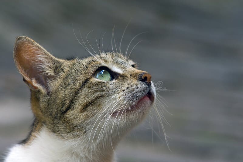 Gazing cat stock image. Image of inquiring, interested - 13452709