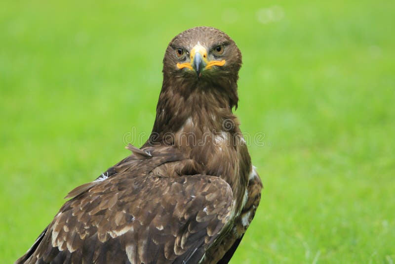 Golden eagle stock image. Image of prey, body, chrysaetos - 43160161