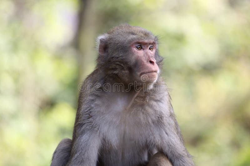Gazing snow monkey stock image. Image of fuscata, detail - 270959325