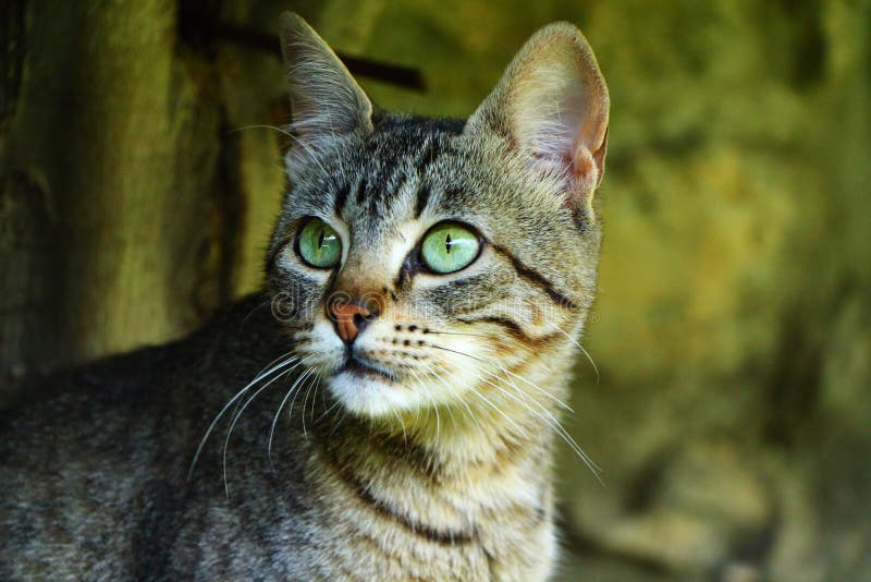 Cats Gazing stock image. Image of staring, green, animals - 39507731