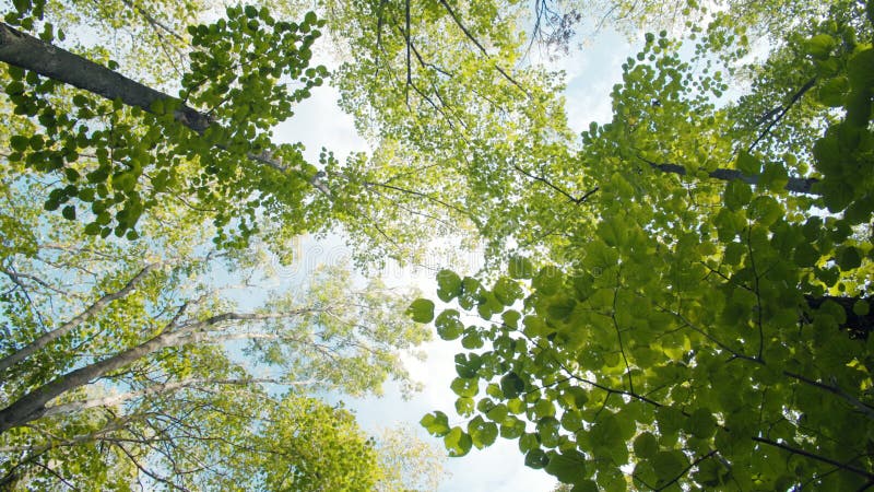 Nature Beauty Sunlight and Leaves in a Peaceful Forest Stock Footage ...
