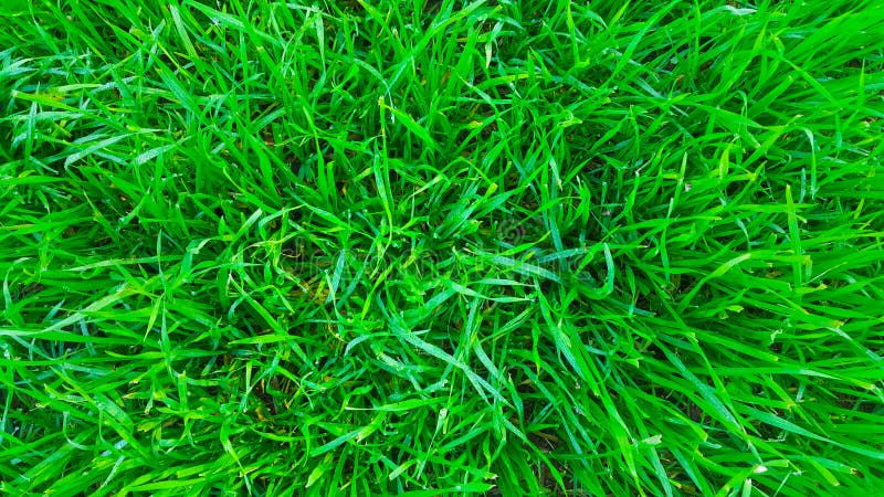 Gazon vert naturel stock image. Image of vert, icon - 141873463