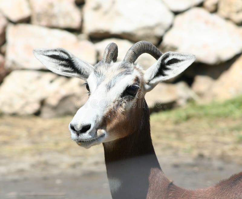 Gazzella fotografia stock. Immagine di animali, animale - 31455436