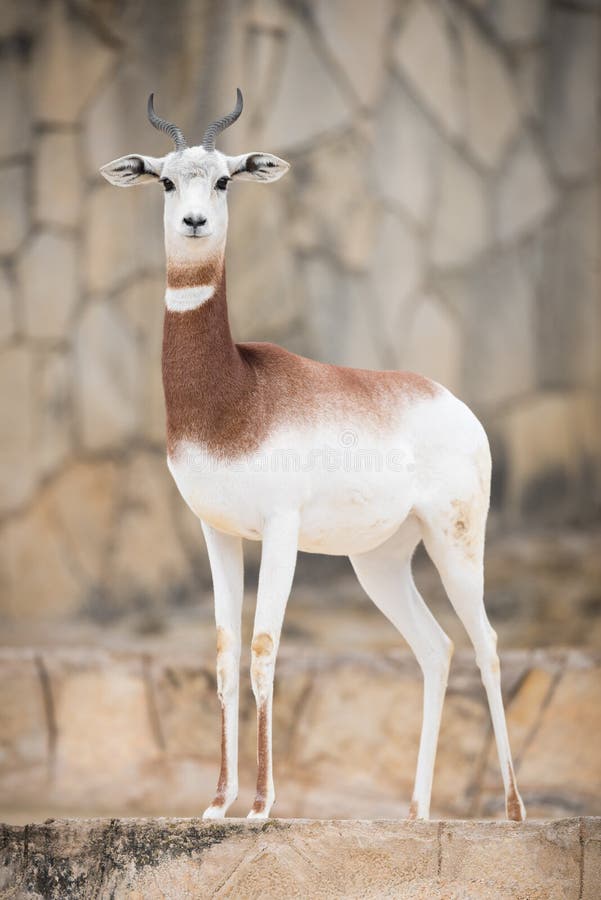 Gazzella Del Dama, Gazzella Di Addra, O Gazzella Del Mhorr, Dama Di ...