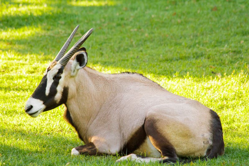 Gemsbok, Gazzella Dell'orice Immagine Stock - Immagine di safari, lungo ...