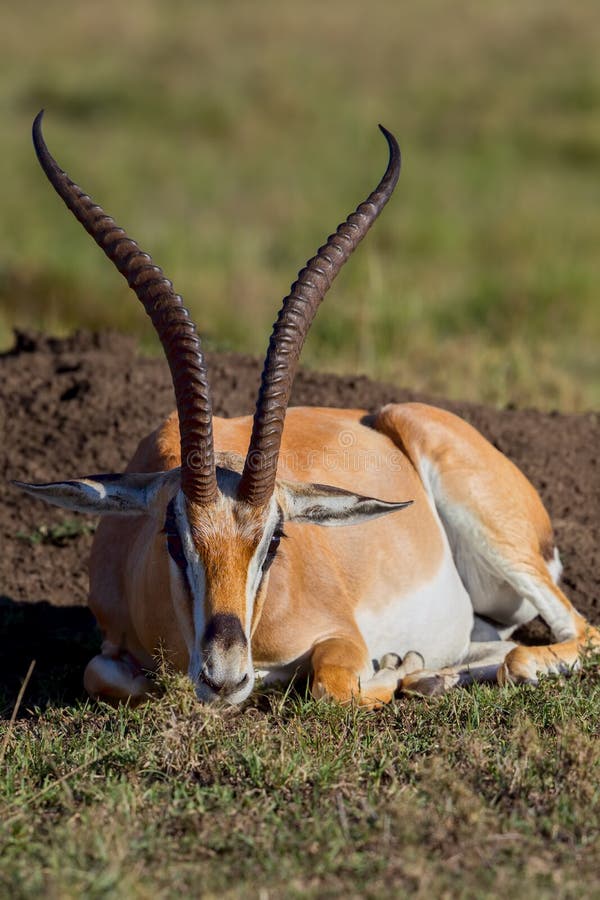 Gazzella Ram Lying Down Di Concessioni Immagine Stock - Immagine di ...