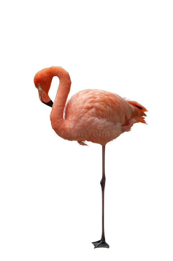 Flamingo Op Witte Achtergrond Wordt Geïsoleerd Die Stock Afbeelding ...