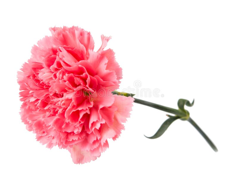 Room oranje anjer stock afbeelding. Image of mooi, geïsoleerd - 32391227