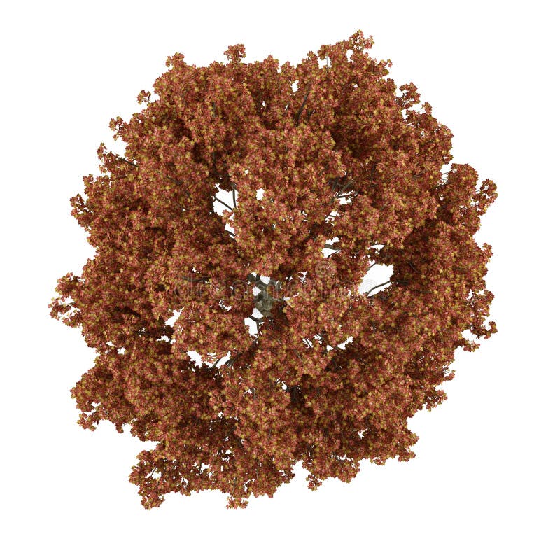 Geïsoleerde Boom. Quercus Bovenkant Stock Illustratie - Illustratie ...