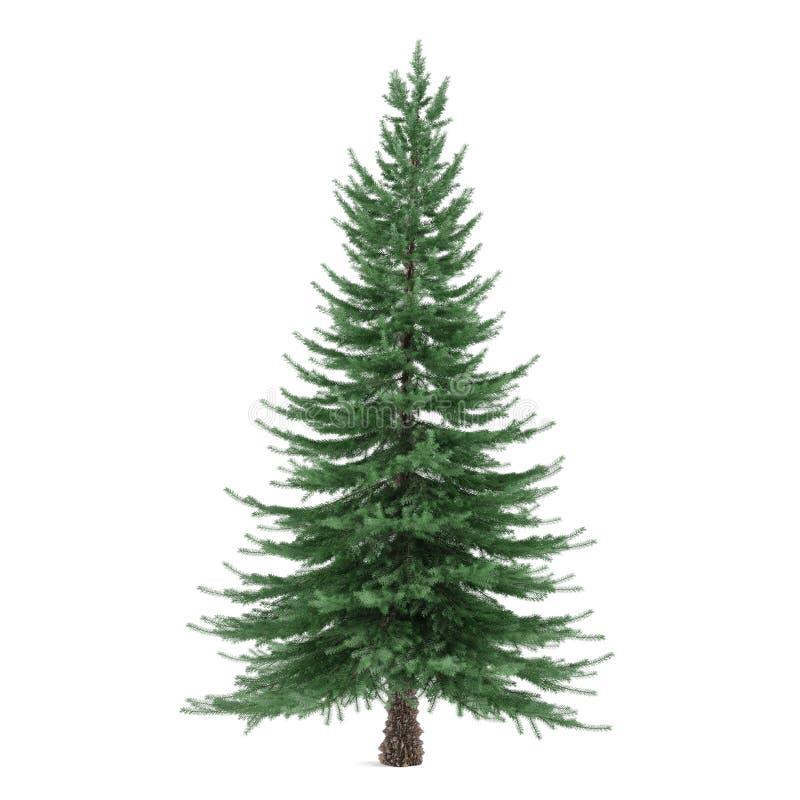 Geïsoleerde Boom. Picea Spar Stock Afbeelding - Image of botanisch ...