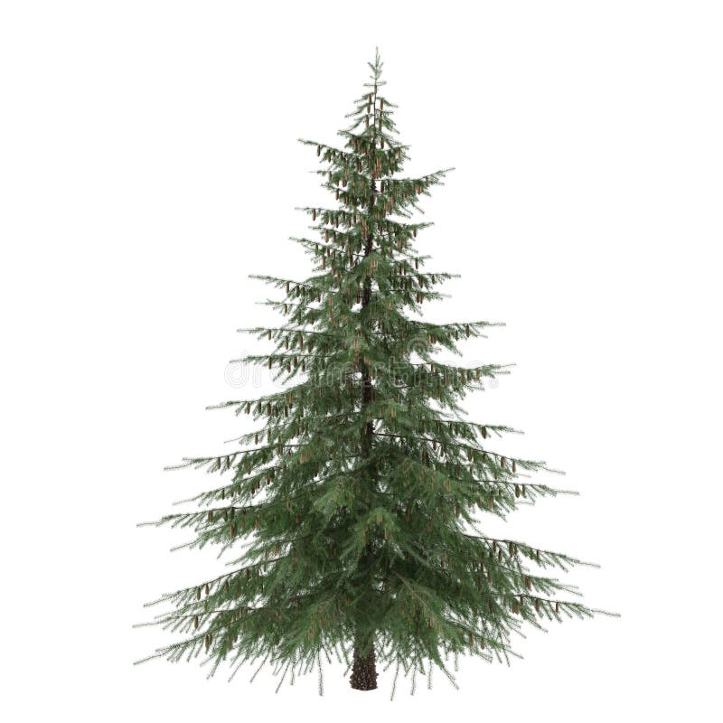 Geïsoleerde Boom. Picea Spar Stock Foto - Image of schors, landschap ...