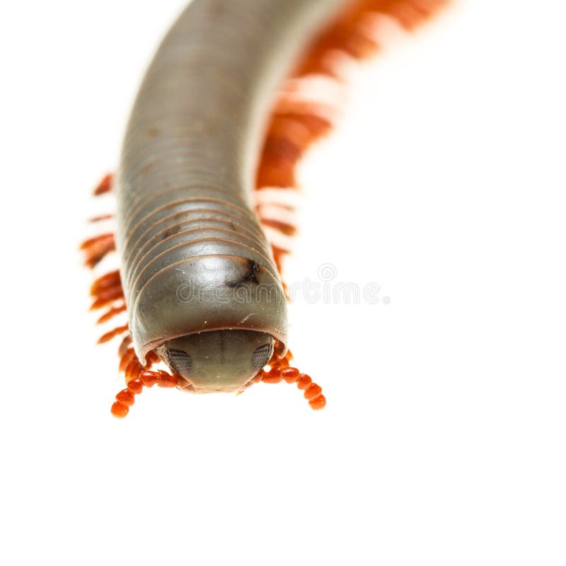 Geïsoleerde Duizendpoot stock foto. Image of insect, voeten - 32499364