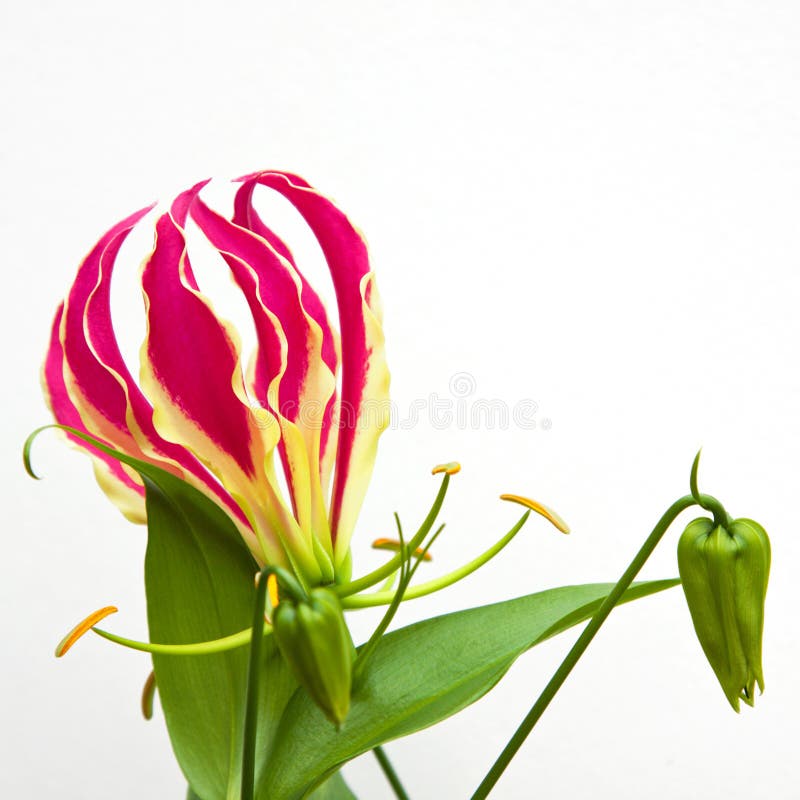 Gloriosa Superba of Senkanthal Malar Stock Afbeelding - Image of tulp ...