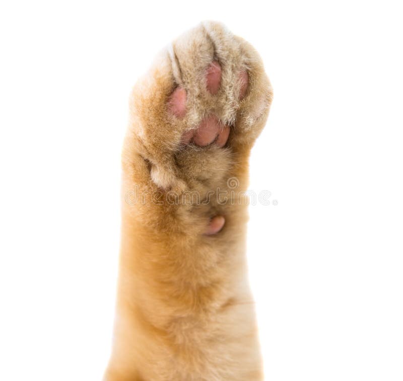 Geïsoleerde kattenpoot stock afbeelding. Image of mooi - 35211451