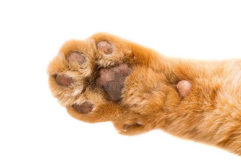 Luie kattenpoot stock foto. Image of bakkebaard, uitdrukking - 18431658