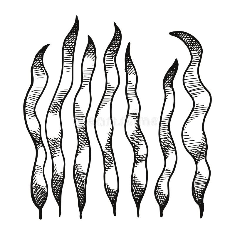 Geïsoleerde Tekening Van De Zeewier De Vectorhand Vector Illustratie ...