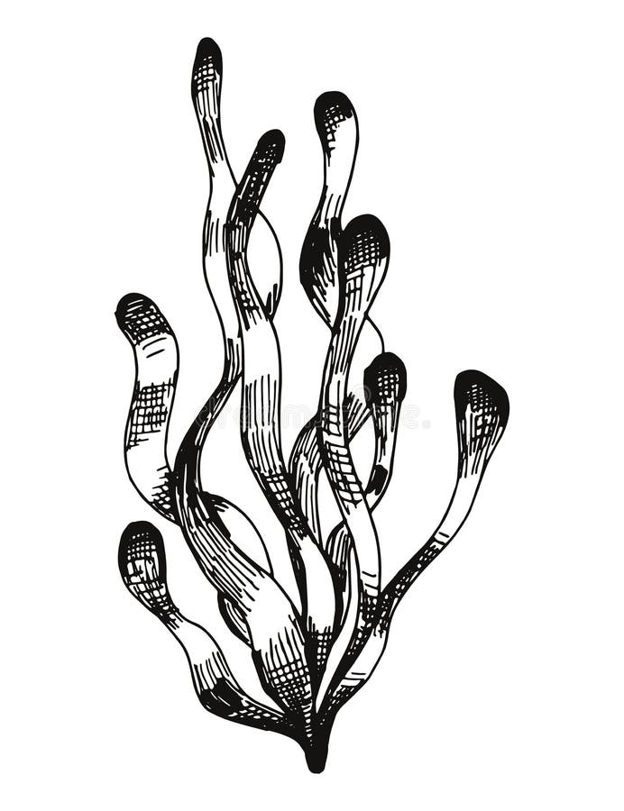 Reeks Van De Zeewier De Vectorschets Illustratie Vector Illustratie ...