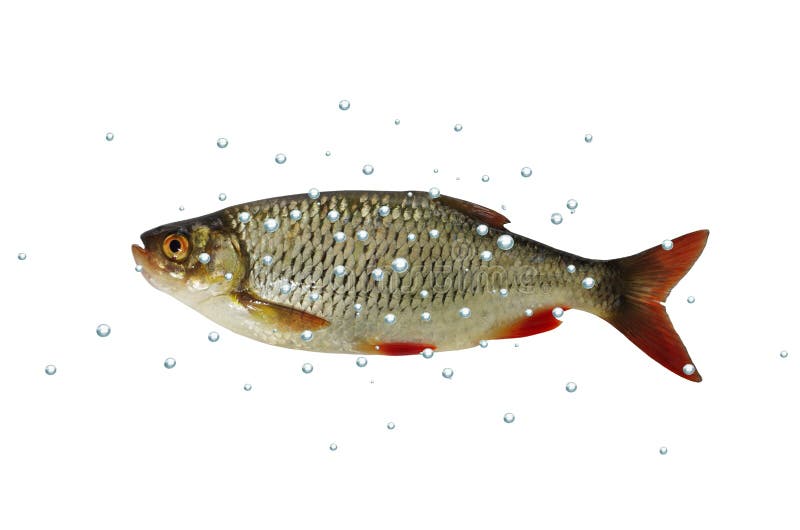 Geïsoleerd Rudd, Een Soort Vissen Van De Kant Levende Vissen Met ...