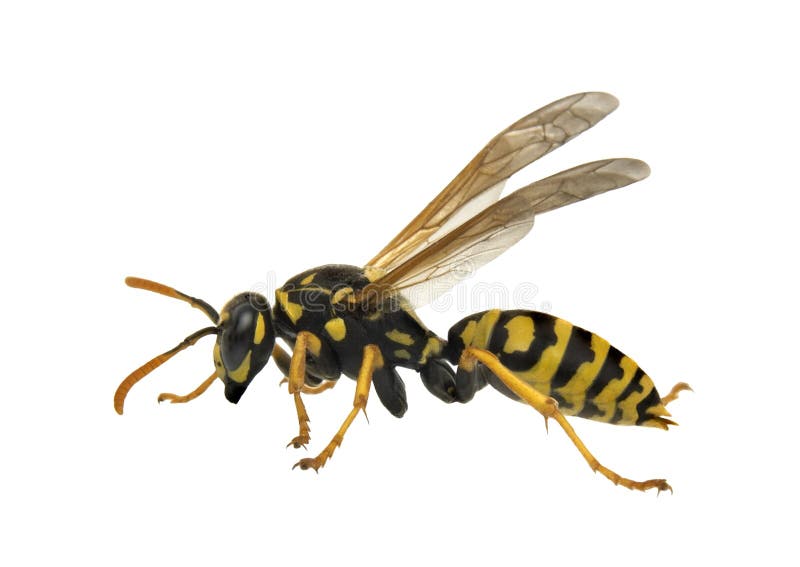 Europese Wesp Macro Witte Achtergrond Stock Foto - Image of ...