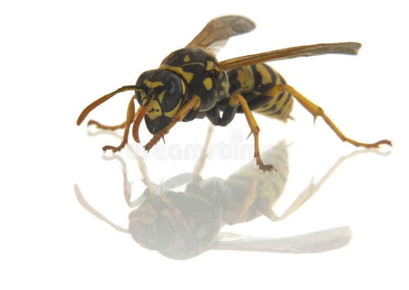 Wesp op glas stock foto. Image of antennes, bijen, hoofd - 3716316