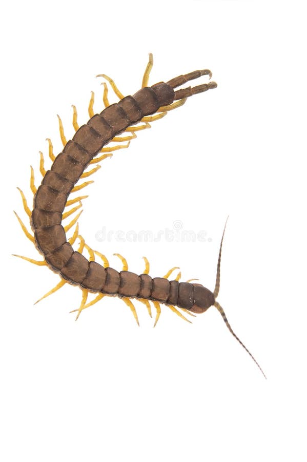 Duizendpoot Op Witte Achtergrond Stock Afbeelding - Image of azië ...