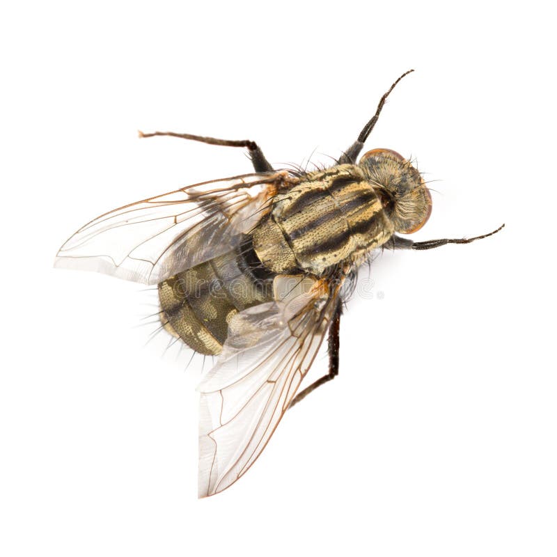 Daas stock foto. Image of paardevlieg, geïsoleerd, insect - 14917606