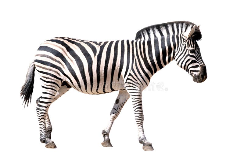 Schets Van Een Het Lopen Zebra Stock Illustratie - Illustratie ...