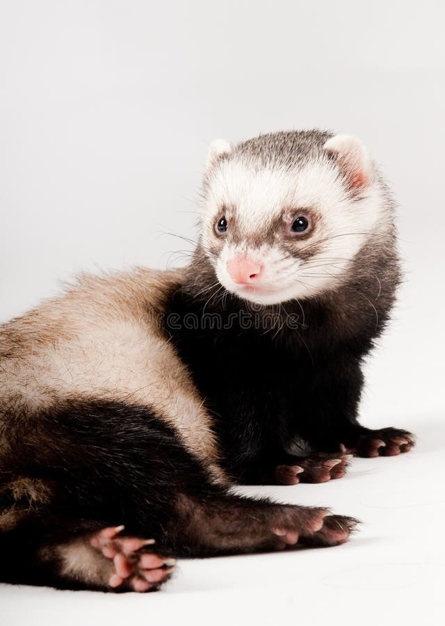 Fret Op Witte Achtergrond Wordt Geïsoleerd Die Stock Afbeelding - Image ...