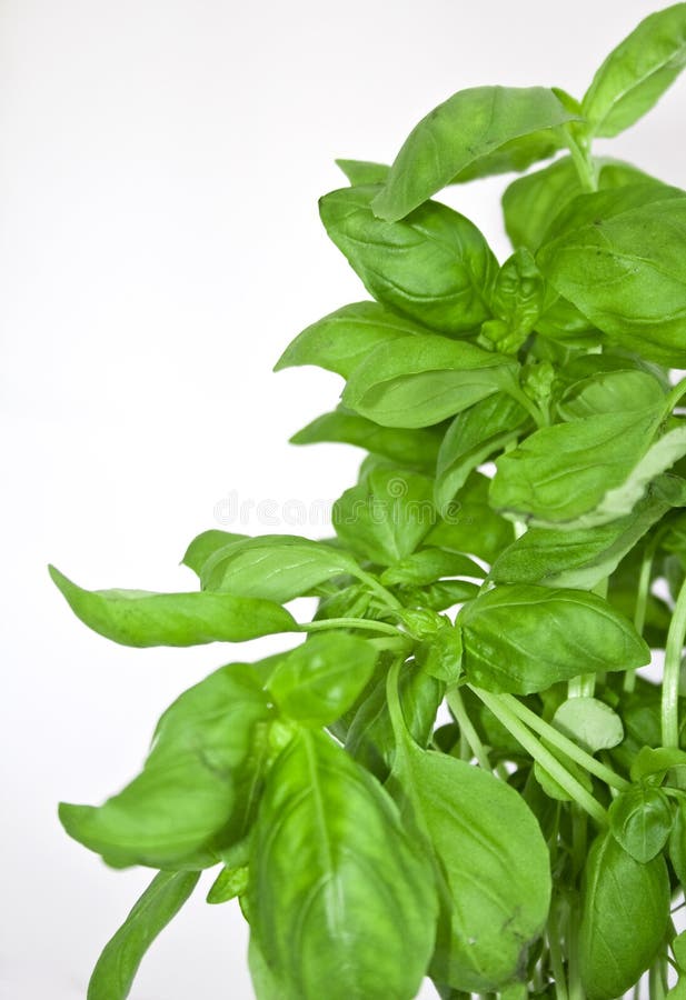 Basilicum - Ocimum Basilicum Stock Foto - Image of aromatisch, groen ...