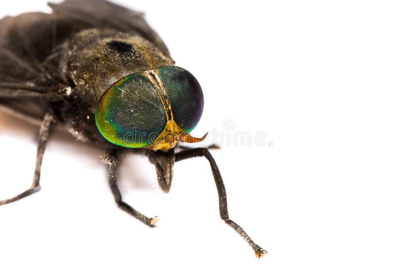 Een Macrofoto Van Fruitvlieg Stock Foto - Image of ongewervelde, insect ...