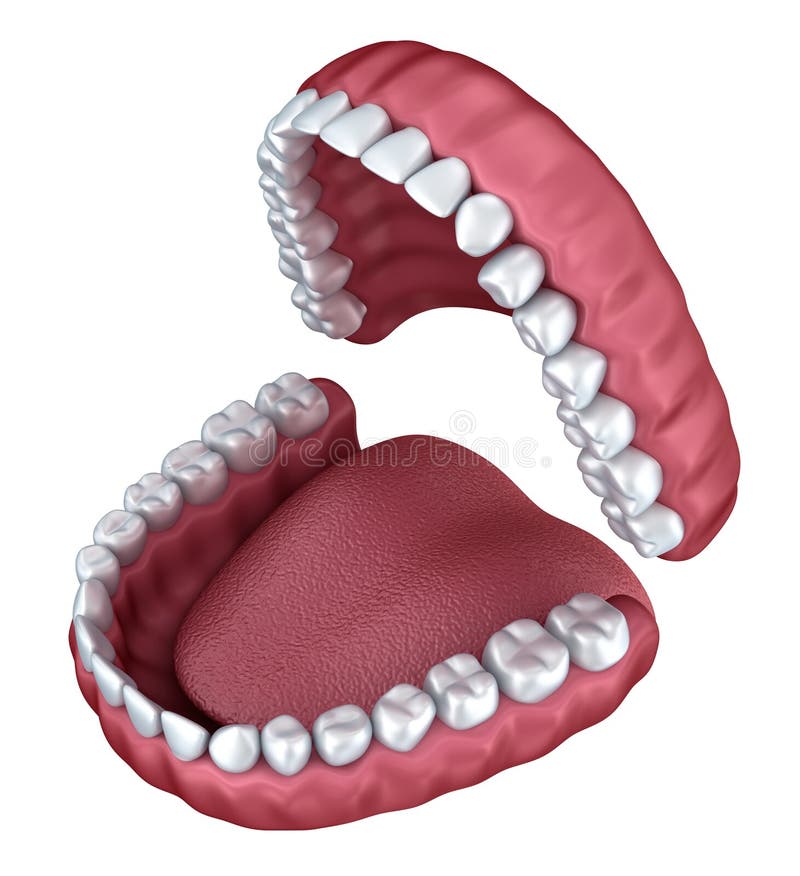 Menschliches Bild Des Gebisses 3D Stock Abbildung - Illustration von ...