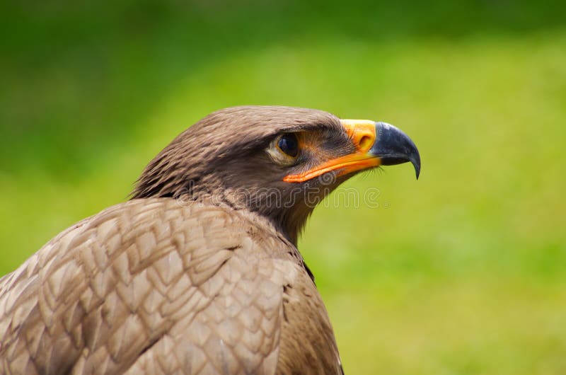 Gead of brown eagle stock image. Image of nature, animals - 61733583