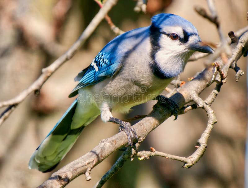 Geai Bleu Photos Stock - Téléchargez 4,689 Photos libres de droits