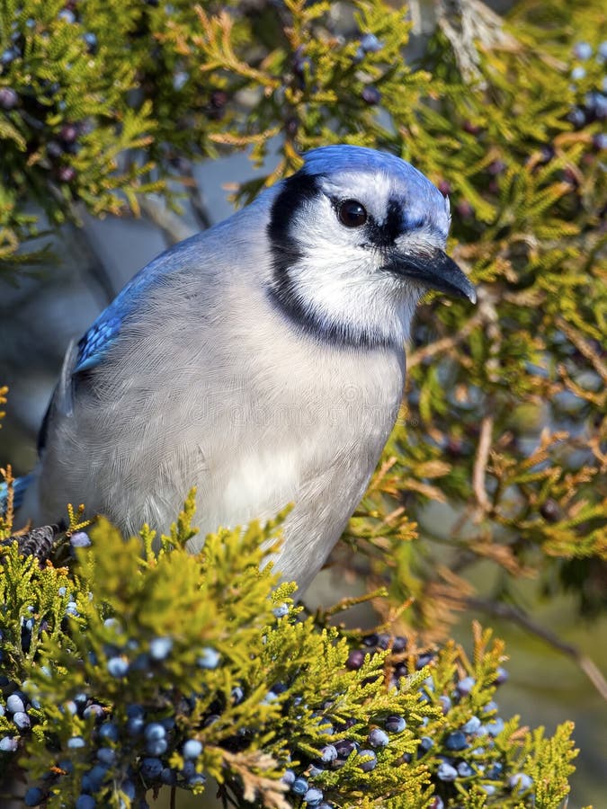 Geai bleu photo stock. Image du bleu, couleur, baie, arrière - 63447572