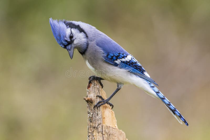 Geai bleu, Ottawa, Canada photo stock. Image du arbre - 129696756