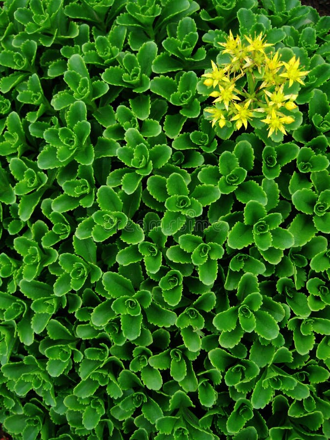 Gear Leaves and Yellow Flower Stock Photo - Image of garden, green: 3379888